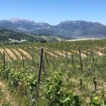 From Marbella: Ronda Tour Wineries Tour with Lunch - Who Will Enjoy This Tour?