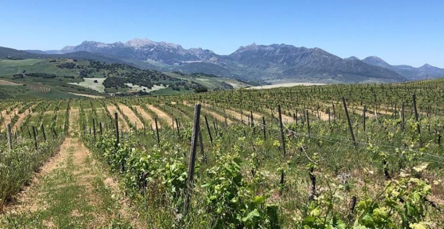 From Marbella: Ronda Tour Wineries Tour with Lunch - Who Will Enjoy This Tour?