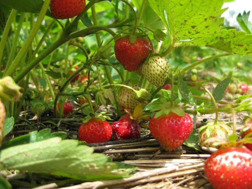 From Mattituck: North Fork Area Bike Tour with Food Tasting - The Itinerary: What’s Included and What to Expect at Each Stop