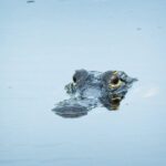 From Naples: 10,000 Islands Boat Trip & Everglades Walk! - The Experience from the Guides: Why It Matters