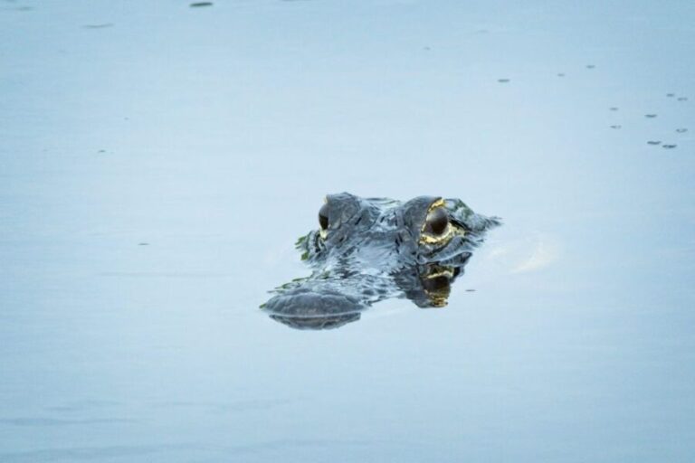 From Naples: 10,000 Islands Boat Trip & Everglades Walk! - The Experience from the Guides: Why It Matters