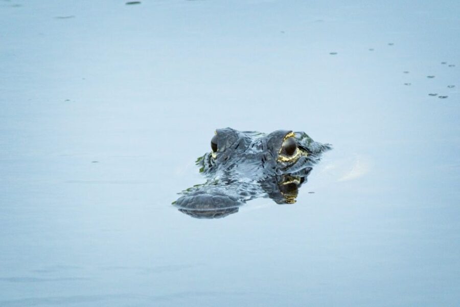 From Naples: 10,000 Islands Boat Trip & Everglades Walk! - The Experience from the Guides: Why It Matters
