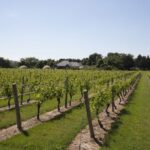 From NYC: Hamptons, Sag Harbor, and Outlet Shopping Day Trip - Practical Details and What You Should Know