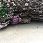 From Portland: Oregon Coast Day Trip Cannon Beach Area - What the Reviews Say