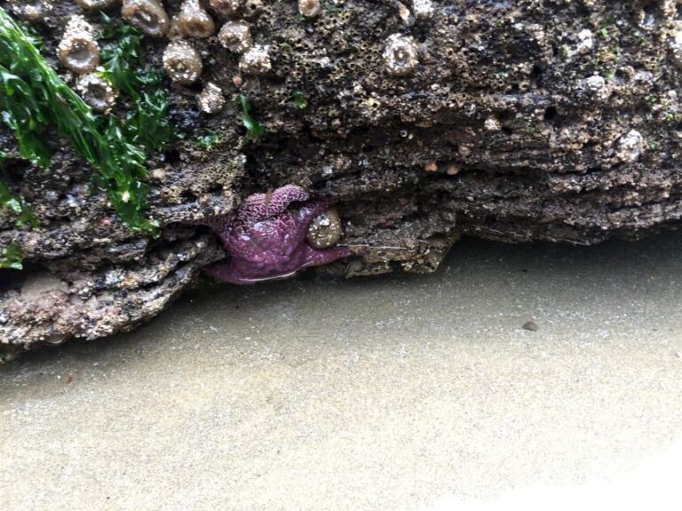 From Portland: Oregon Coast Day Trip Cannon Beach Area - What the Reviews Say