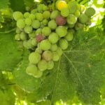 From Porto: Douro Valley Wine Tasting Tour With Hotel Pickup - The Experience’s Strengths and Considerations