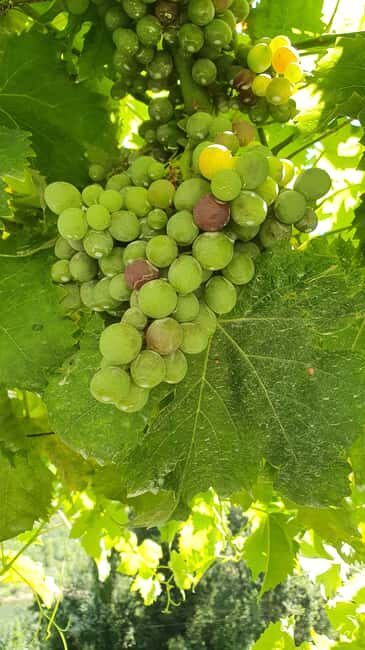 From Porto: Douro Valley Wine Tasting Tour With Hotel Pickup - The Experience’s Strengths and Considerations