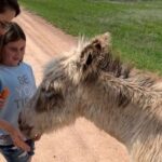 From Rapid City: Custer State Park Private Safari and Hiking - Analyzing the Value and Practicalities