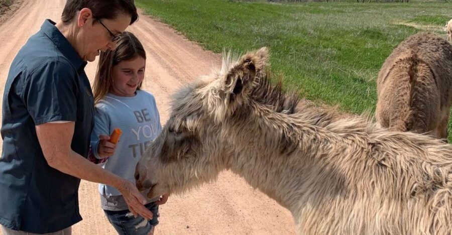 From Rapid City: Custer State Park Private Safari and Hiking - Analyzing the Value and Practicalities