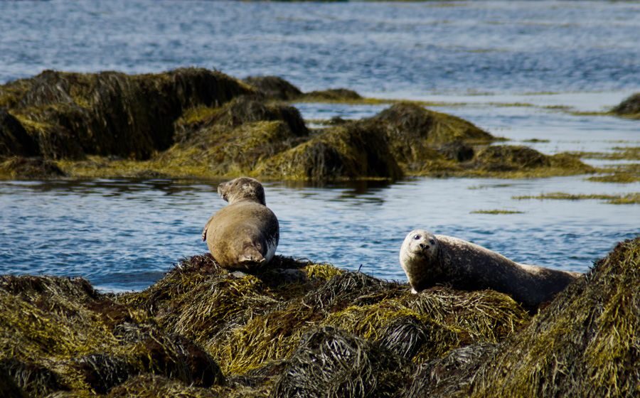 From Reykjavik: Snaefellsnes - Small Group, Lunch Included - Why This Tour Stands Out