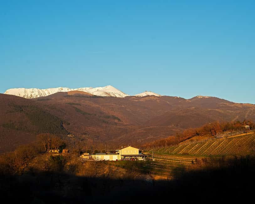 From Rome: Cantina Le Macchie Winery Tour and Tasting - Is This Tour Worth It?