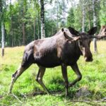 From Rovaniemi: Visit Wildlife Park in Ranua - Is This Tour Worth the Price?