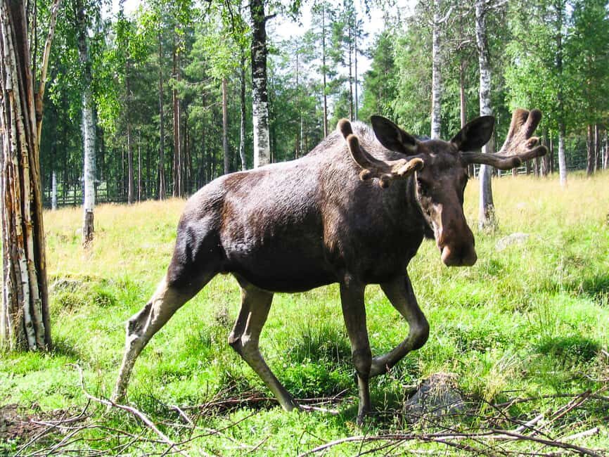 From Rovaniemi: Visit Wildlife Park in Ranua - Is This Tour Worth the Price?