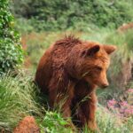 From Santander: Cabarceno Natural Park Half-Day Trip - What to Expect During Your Visit