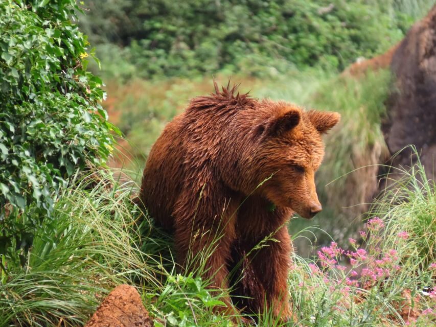 From Santander: Cabarceno Natural Park Half-Day Trip - What to Expect During Your Visit