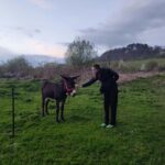 From Sibiu: Villages, Farm Life & Horse Carriage Ride - Exploring the Itinerary: From Monasteries to Village Carriages