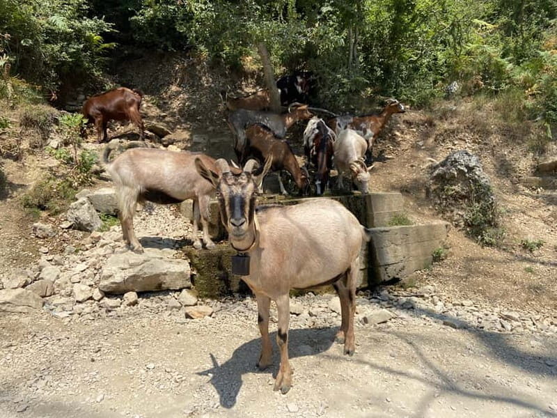 FROM TIRANA: Bovilla Lake & Gamti Mountain Hiking Trip - What We Love and What to Keep in Mind