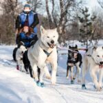 From Tromsø: Dog Sledding Experience with Transfer - The Value of This Tour