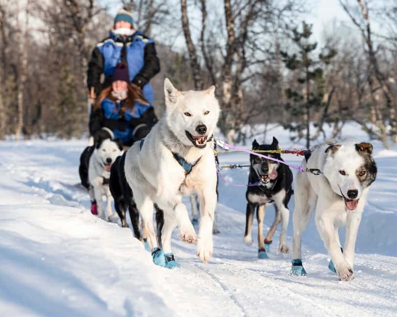 From Tromsø: Dog Sledding Experience with Transfer - The Value of This Tour
