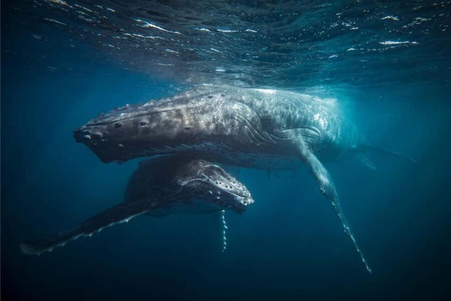 From Tromsø: Skjervoy Whale Watching RIB Boat Tour - Value and Practical Considerations