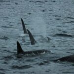 From Tromsø: Whale & Orca Safari with Lunch Included - FAQ