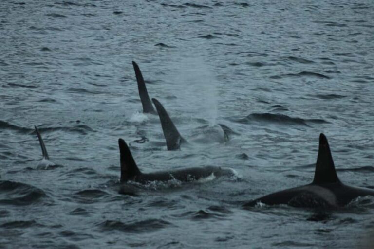 From Tromsø: Whale & Orca Safari with Lunch Included - FAQ