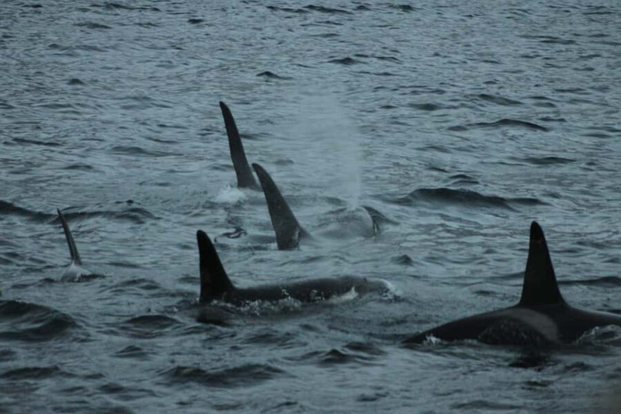 From Tromsø: Whale & Orca Safari with Lunch Included - FAQ