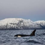 From Tromsø: Whale Sea Safari by RIB Boat - The Experience Provider and Booking