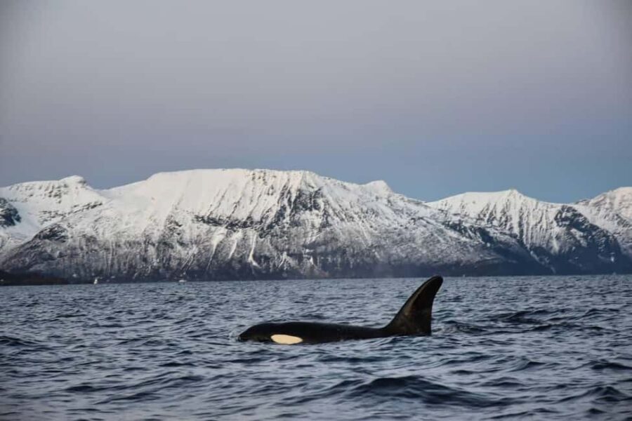 From Tromsø: Whale Sea Safari by RIB Boat - The Experience Provider and Booking