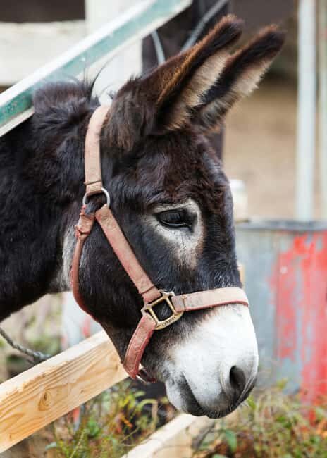 From Ulcinj: Montenegros Donkey Farm, A Family Adventure - In-Depth Look at the Itinerary