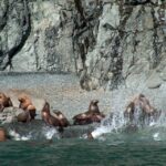 From Valdez: 7.5-hour Meares Glacier & Wildlife Cruise - What Sets This Tour Apart?