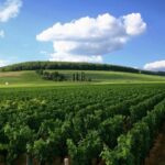 From Washington, DC: Virginia Wine Country Private Day-Trip - The Sum Up