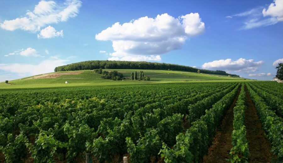 From Washington, DC: Virginia Wine Country Private Day-Trip - The Sum Up