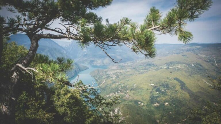 From Zlatibor/Uice: Tara National Park Adventure - The Experience and Its Value