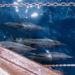 Full Day Snorkelling Cruise in Tranquility Island Resort - What’s the Real Value?