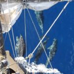 Funchal: Pirate Ship Cruise with Wine and Honey Cake Tasting - Scenic Coastal Views and Dramatic Cliffs