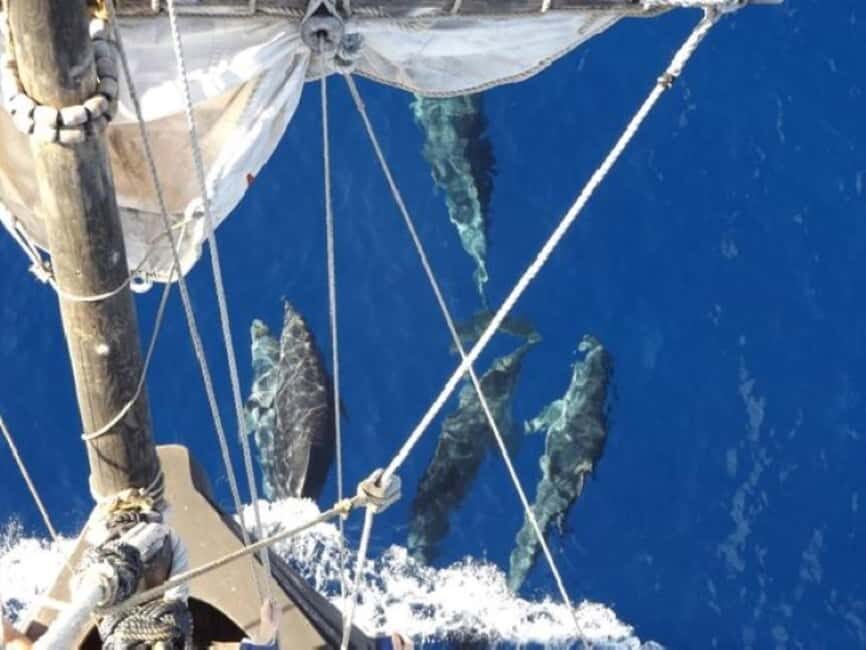 Funchal: Pirate Ship Cruise with Wine and Honey Cake Tasting - Scenic Coastal Views and Dramatic Cliffs