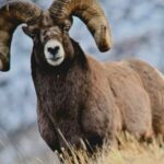 Gardiner: Yellowstone National Park Half Day Guided Hike - An In-Depth Look at the Yellowstone Half-Day Guided Hike