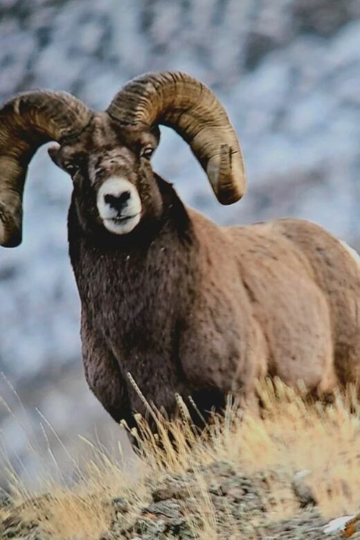 Gardiner: Yellowstone National Park Half Day Guided Hike - An In-Depth Look at the Yellowstone Half-Day Guided Hike