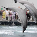 Genoa: World-Famous Aquarium and Lighthouse Combo Ticket - Climbing the Genoa Lighthouse: A Testament to Maritime Heritage
