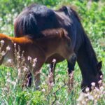 Genoni: discover the Giara Park - A Closer Look at the Itinerary