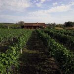 Gevgelija: Jostela Winery Wine Tasting Tour - What Makes This Tour Stand Out