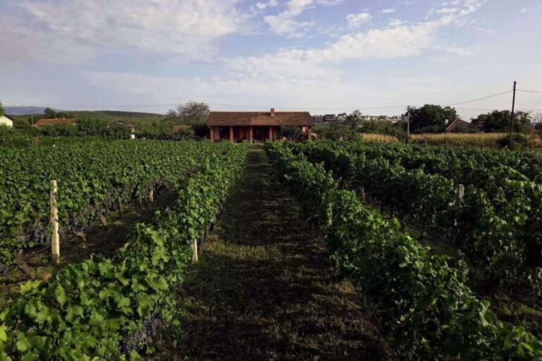 Gevgelija: Jostela Winery Wine Tasting Tour - What Makes This Tour Stand Out