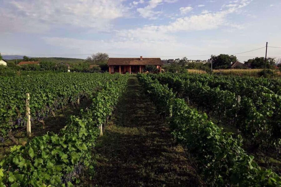Gevgelija: Jostela Winery Wine Tasting Tour - What Makes This Tour Stand Out