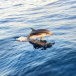 Giardini Naxos: Dolphin Searching Sunset Boat Tour - The Itinerary: What Will You See and Do?
