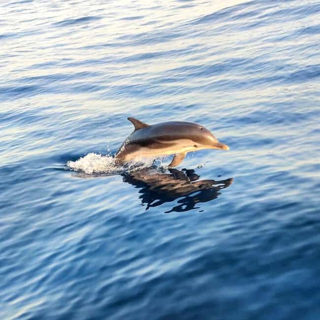 Giardini Naxos: Dolphin Searching Sunset Boat Tour - The Itinerary: What Will You See and Do?