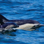 Gibraltar: Dolphin Watching Tour - Why the Price Delivers Value