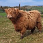 Glasgow: Highland Cow Trailer Tour with home baking - The Itinerary in Detail