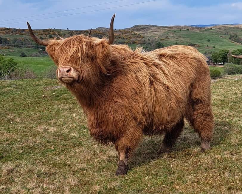Glasgow: Highland Cow Trailer Tour with home baking - The Itinerary in Detail