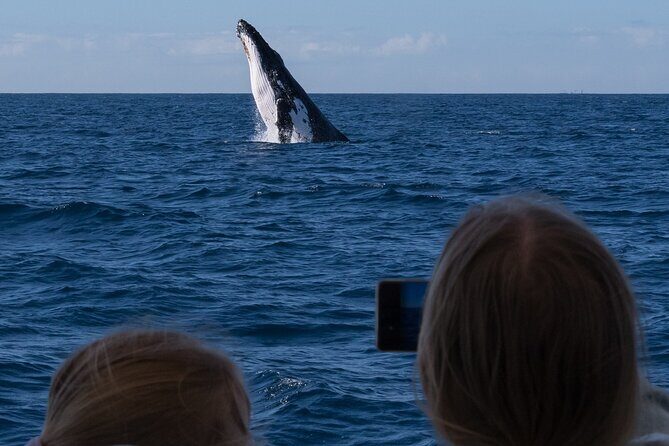 Gold Coast Whale Watching Cruise - Value for Money